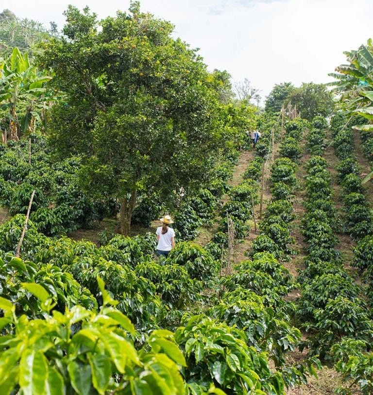 Pourquoi Boire Du Café BIO? Les 3 Principales Raisons